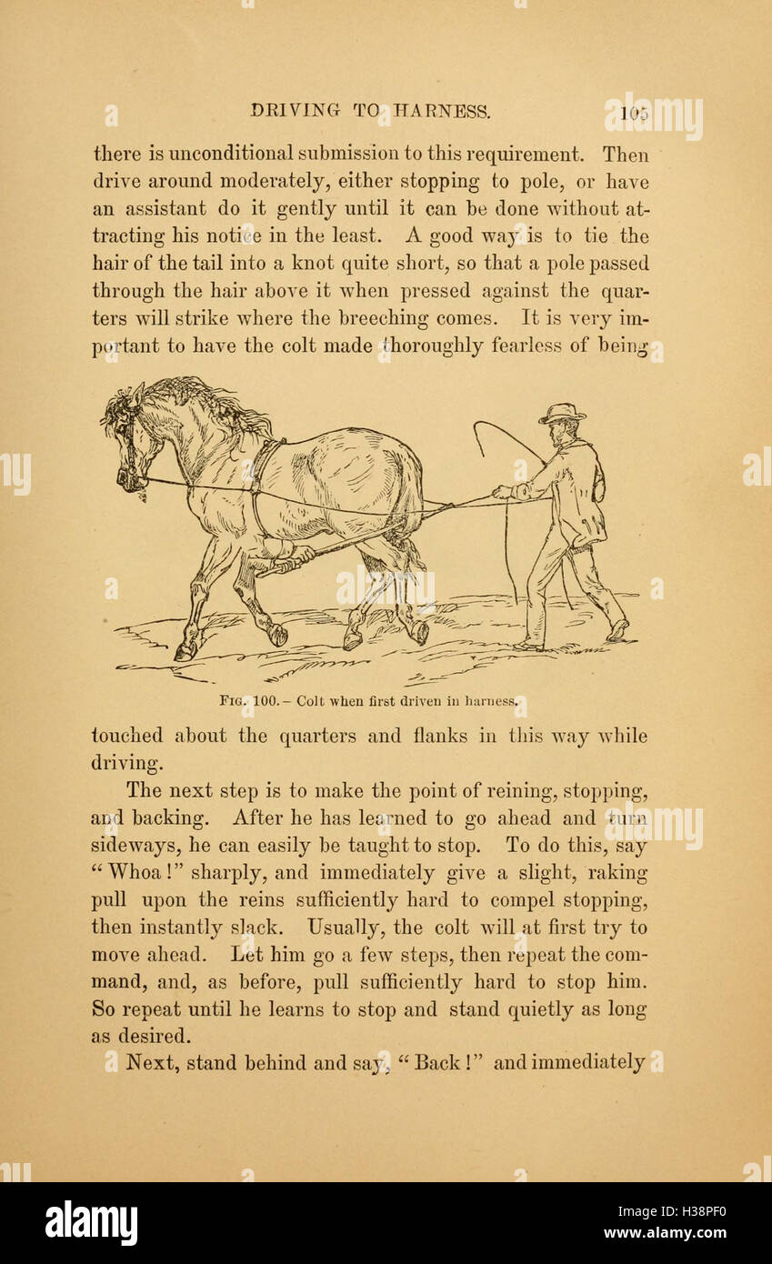 The art of taming and educating the horse (Page 105) BHL213 Stock Photo ...