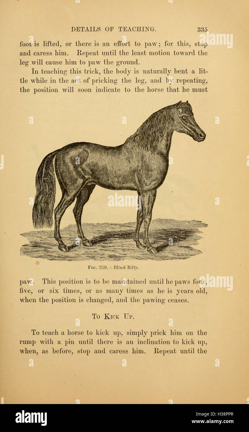 This work focuses on the methods and principles of horse taming and ...