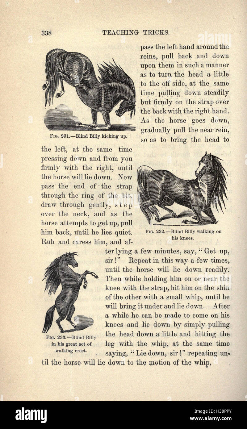The art of taming and educating the horse (Page 338) BHL231 Stock Photo ...
