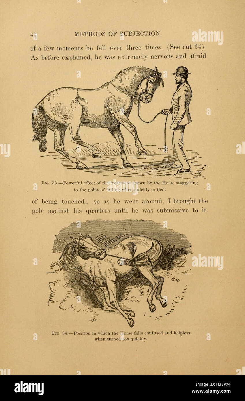 A guide to horse taming and training, outlining techniques for ...
