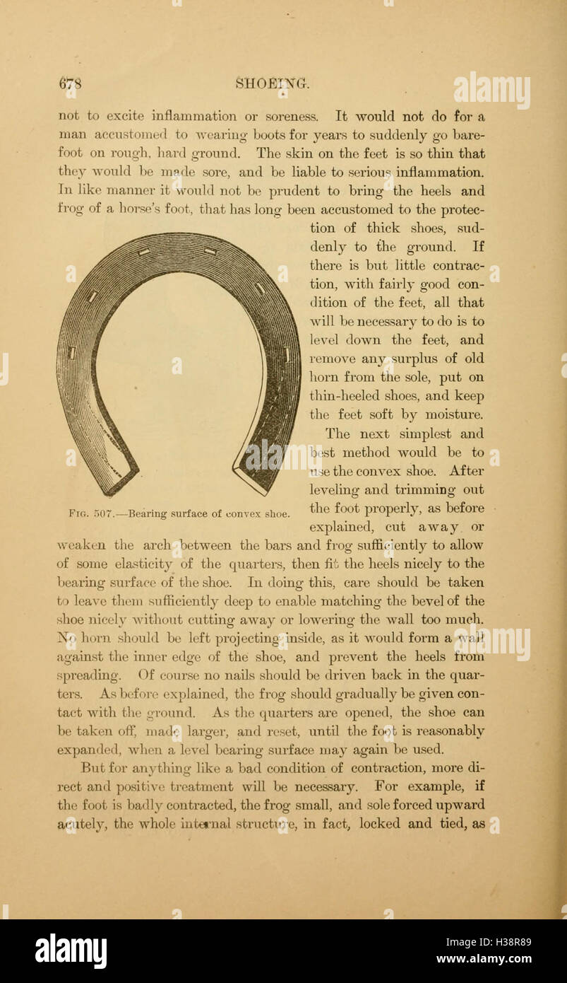 A work dedicated to the art of horse taming and training, offering ...