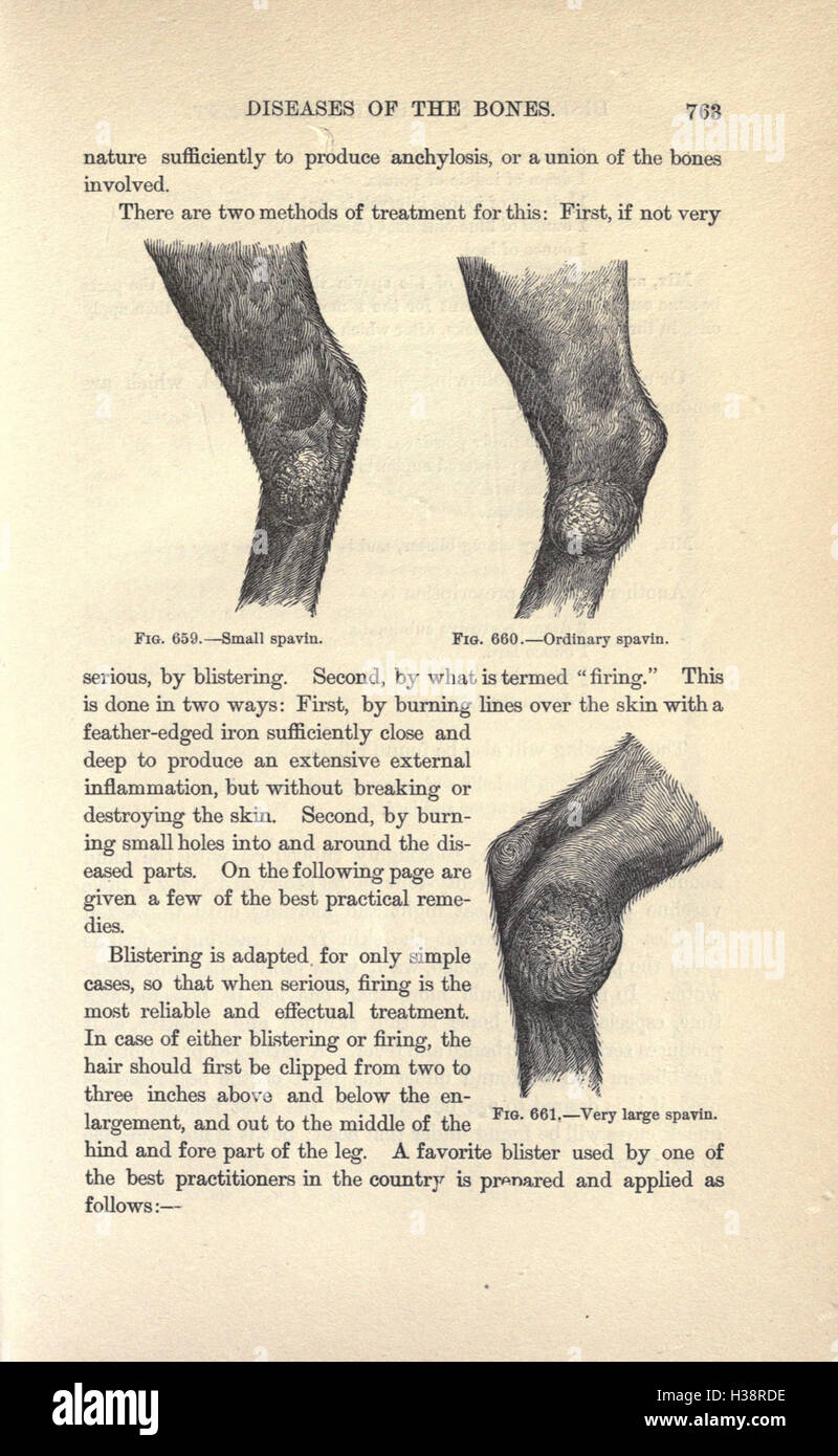 A guide to taming and training horses, focusing on techniques for ...