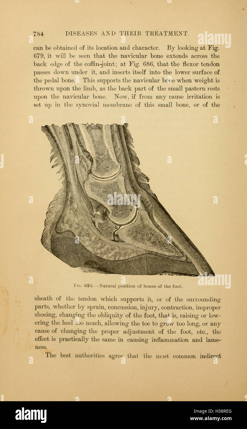 Horse taming methods hi-res stock photography and images - Alamy