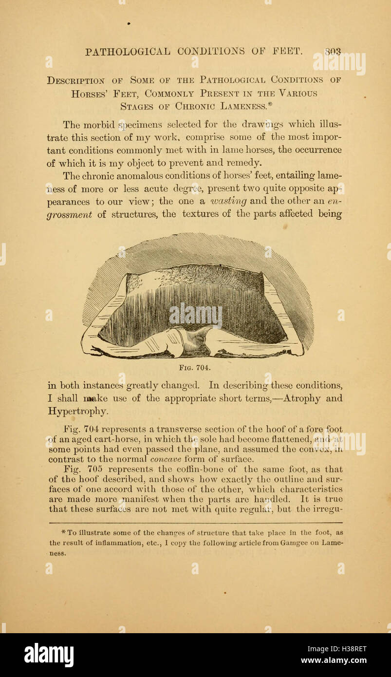 A comprehensive guide on horse taming and training, focusing on ...