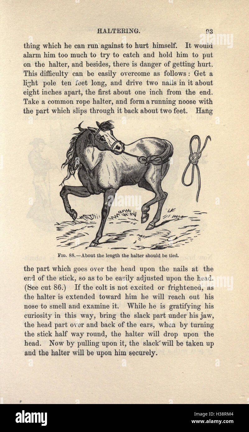 The art of taming and educating the horse (Page 93) BHL231 Stock Photo ...