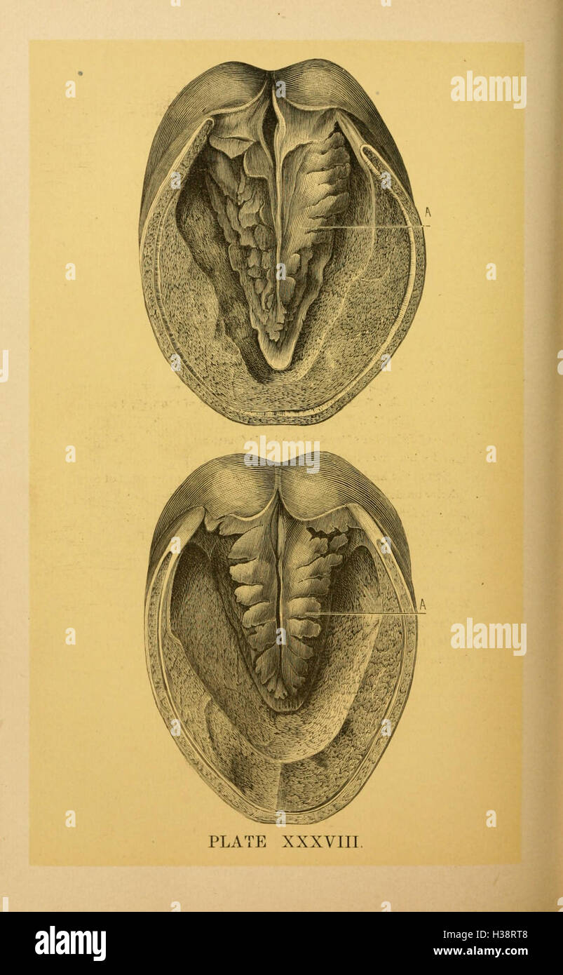 This text covers methods for taming and training horses, providing ...