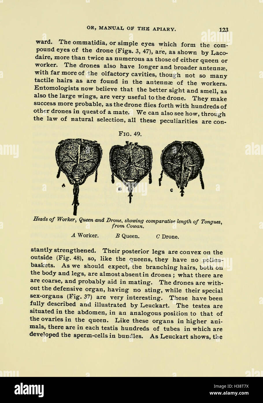 This guide offers practical advice for beekeepers on hive management ...