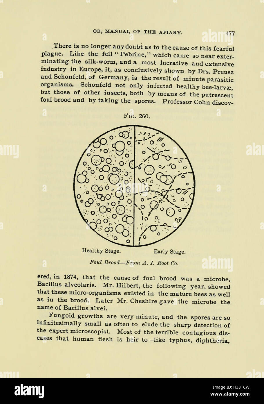 The bee-keeper's guide (Page 477) BHL181 Stock Photo - Alamy