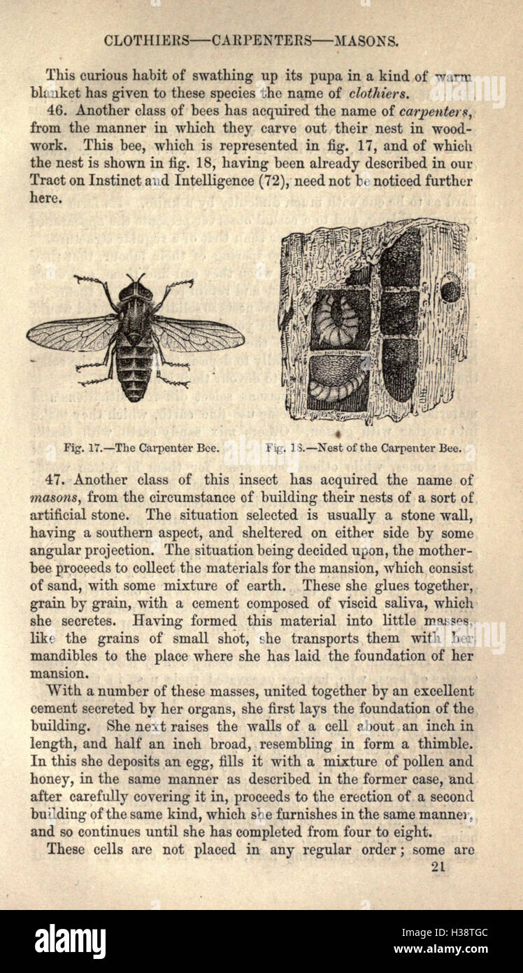 The bee and white ants, their manners and habits (Page 21) BHL232 Stock ...