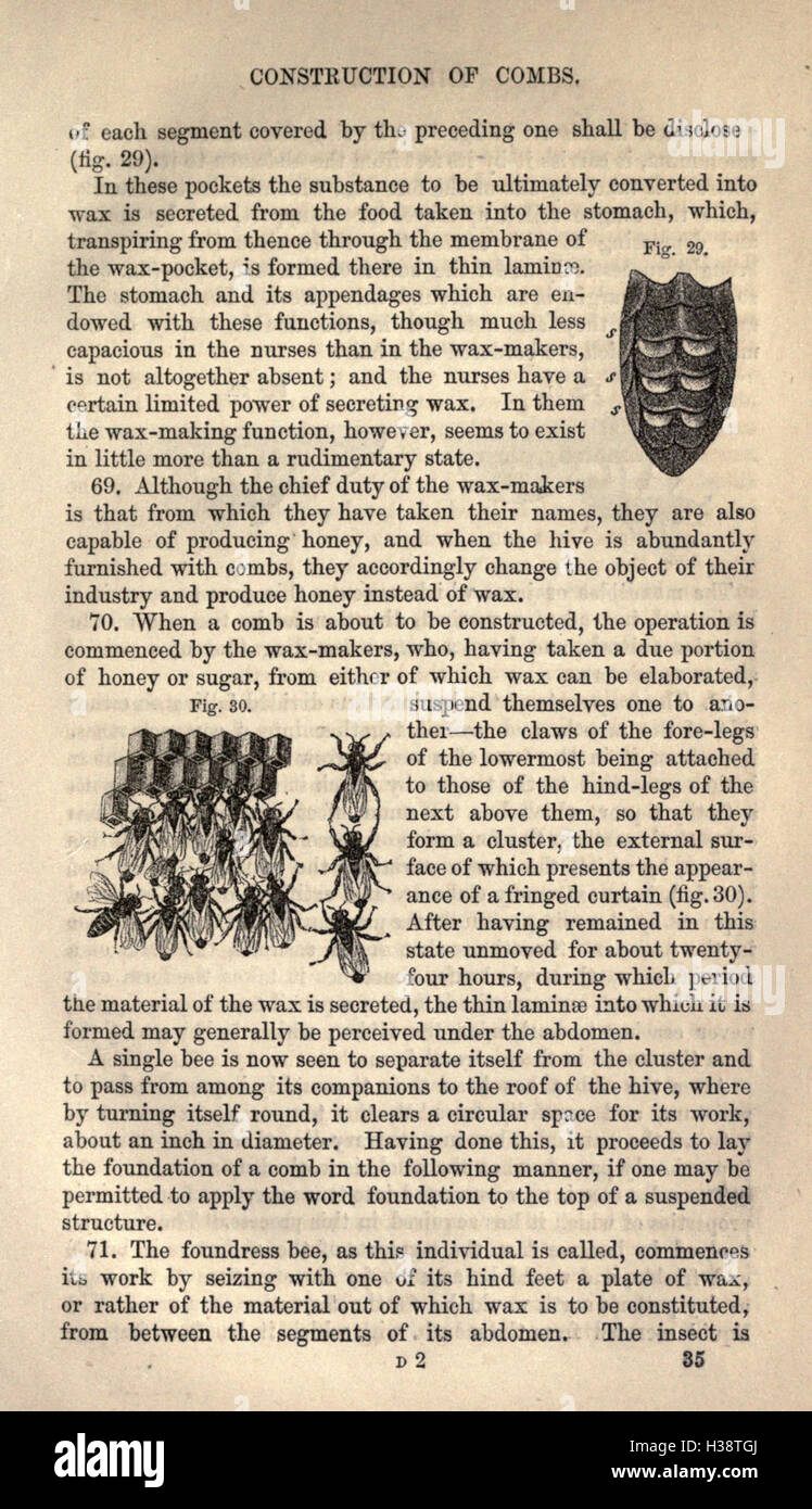 Insect colonies hi-res stock photography and images - Alamy