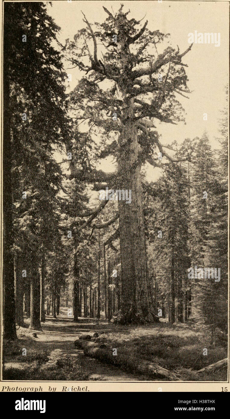 This 1907 work explores the massive trees of California, their ...