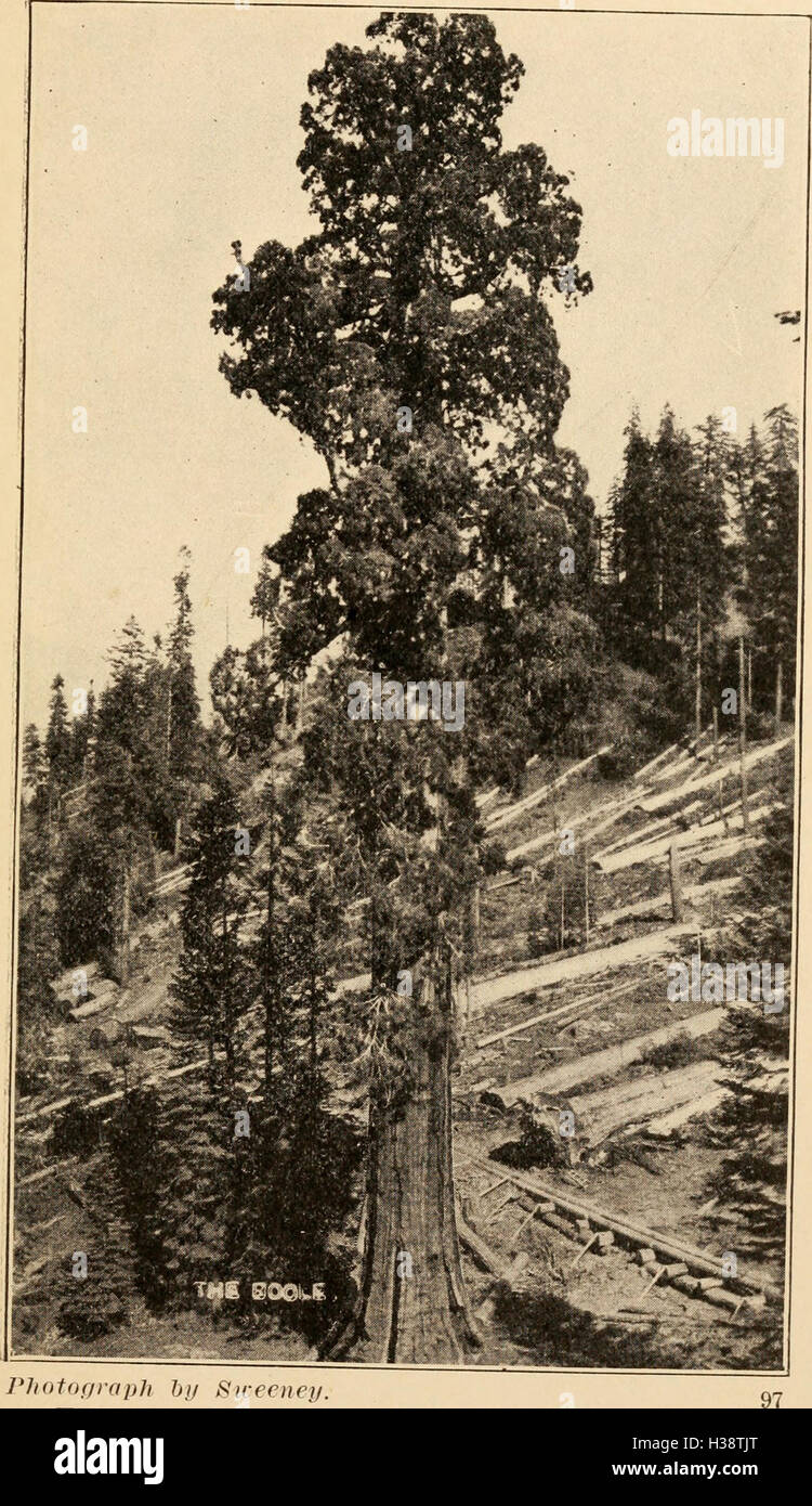 A detailed study of the big trees of California, including their ...
