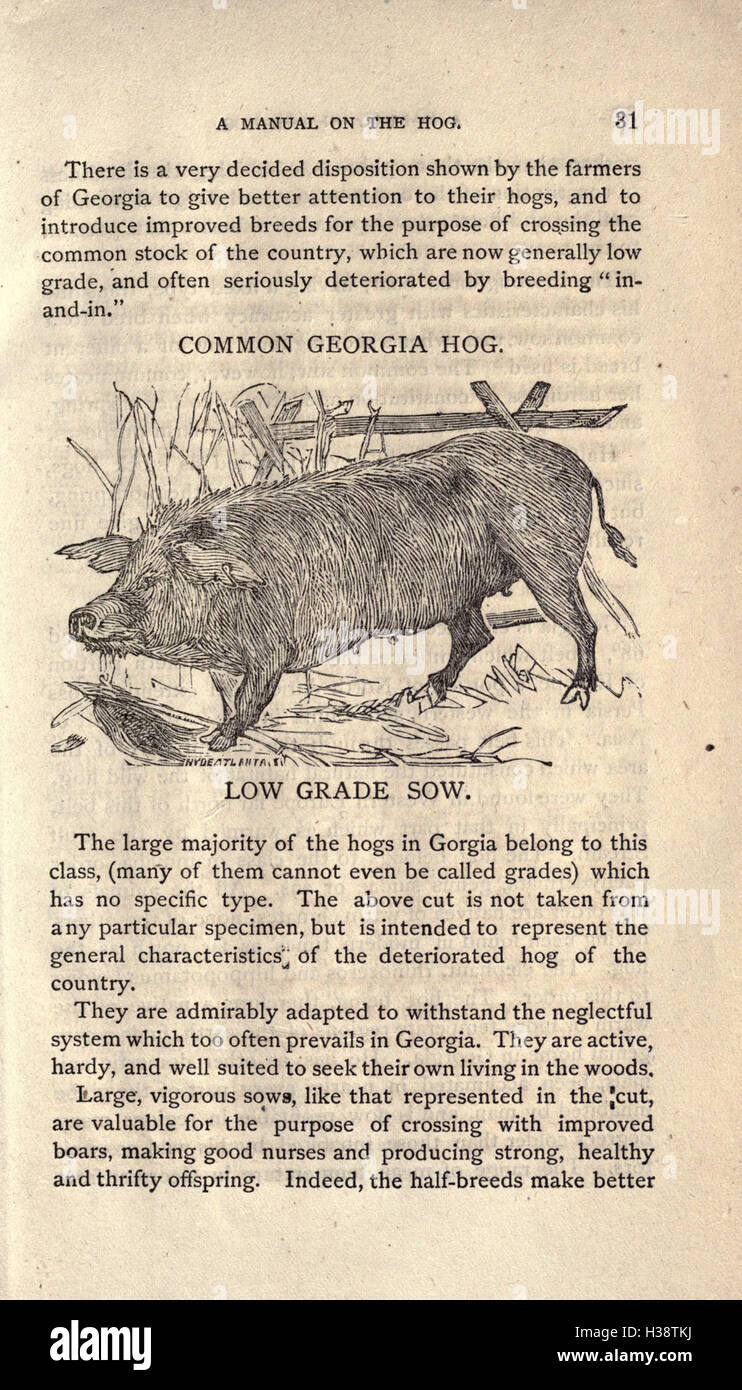Hog font hi-res stock photography and images - Alamy