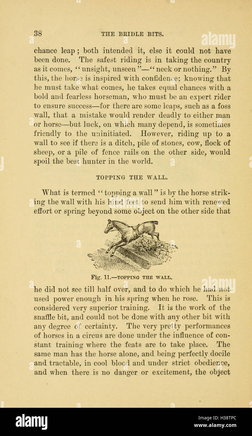 Bridle Bits High Resolution Stock Photography and Images - Alamy