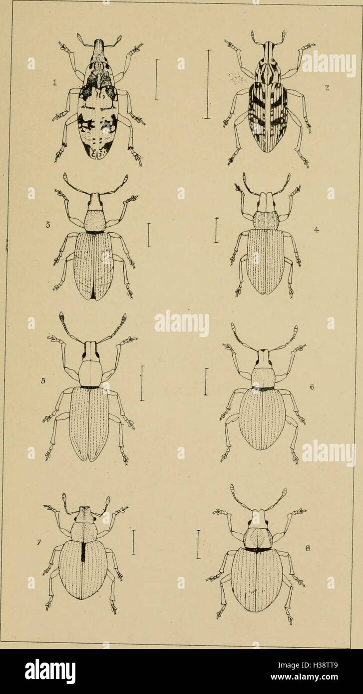 The British Coleoptera delineated, consisting of figures of all the ...