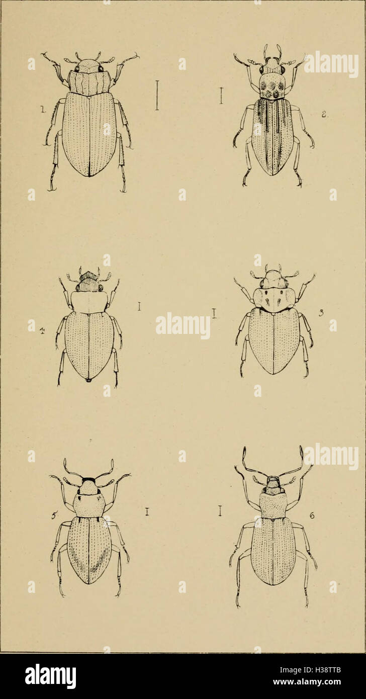 A detailed work on British beetles, illustrating all genera and ...