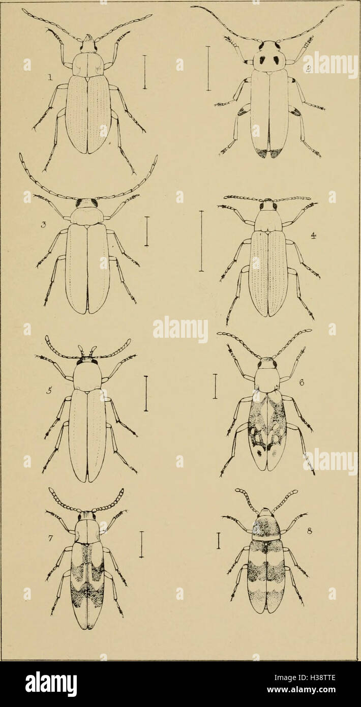 A scientific work detailing the genera of British beetles, featuring ...