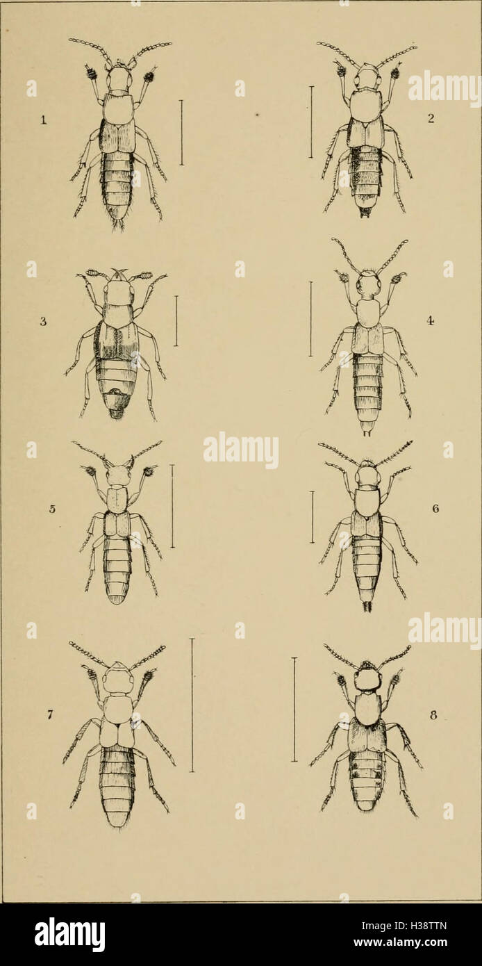A detailed work illustrating the genera of British beetles, with ...