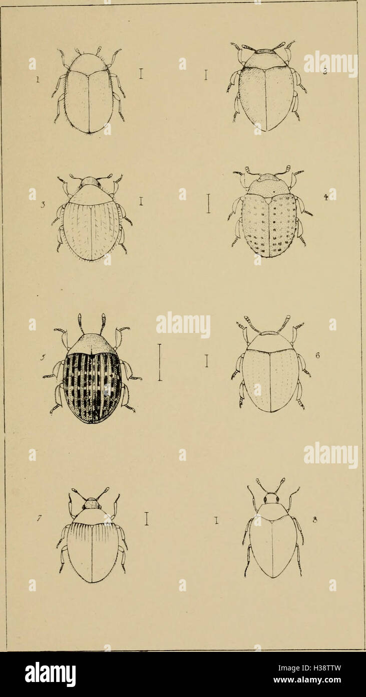 This page provides a detailed overview of British Coleoptera, featuring ...