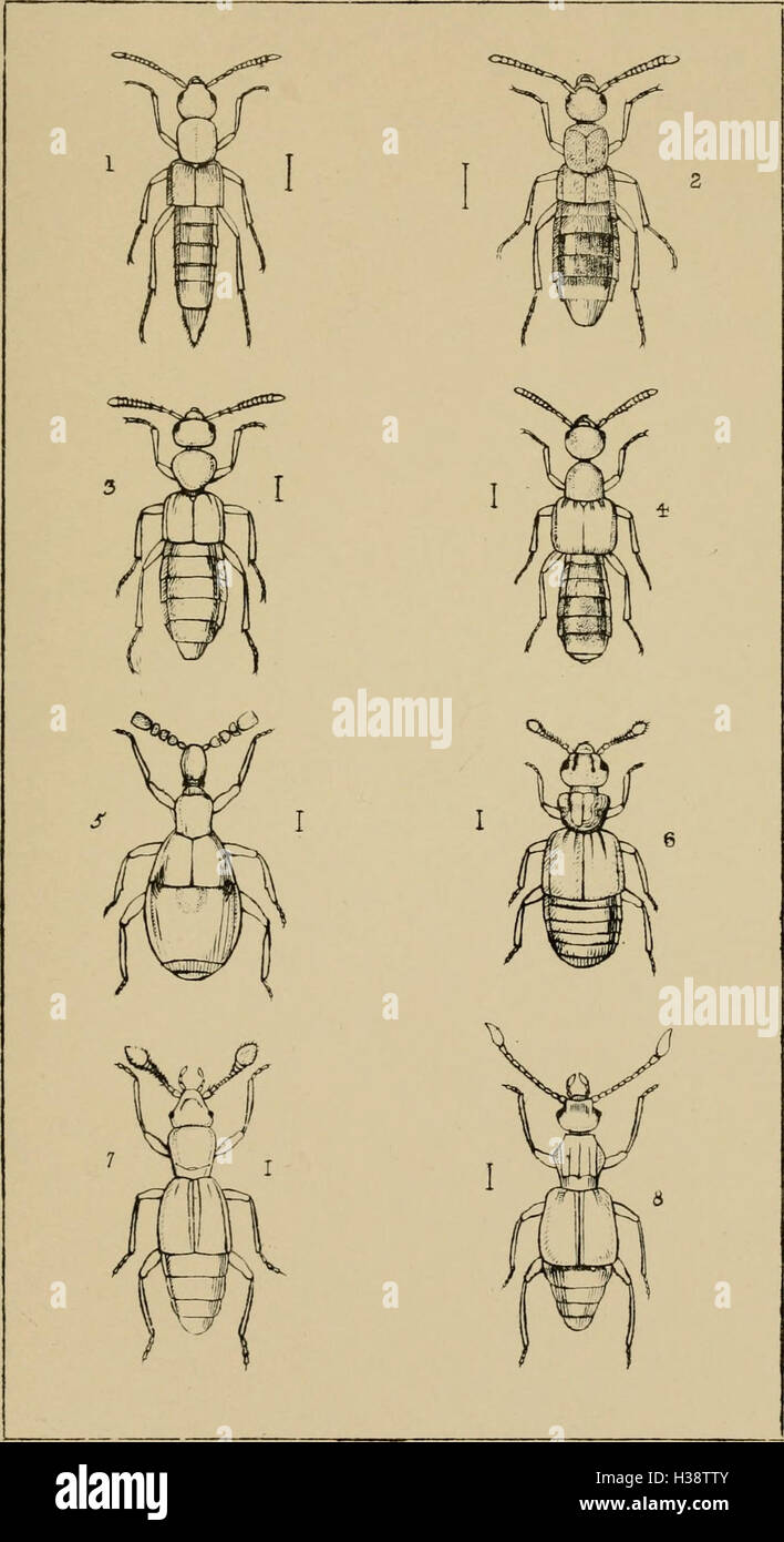 The British Coleoptera delineated, consisting of figures of all the ...