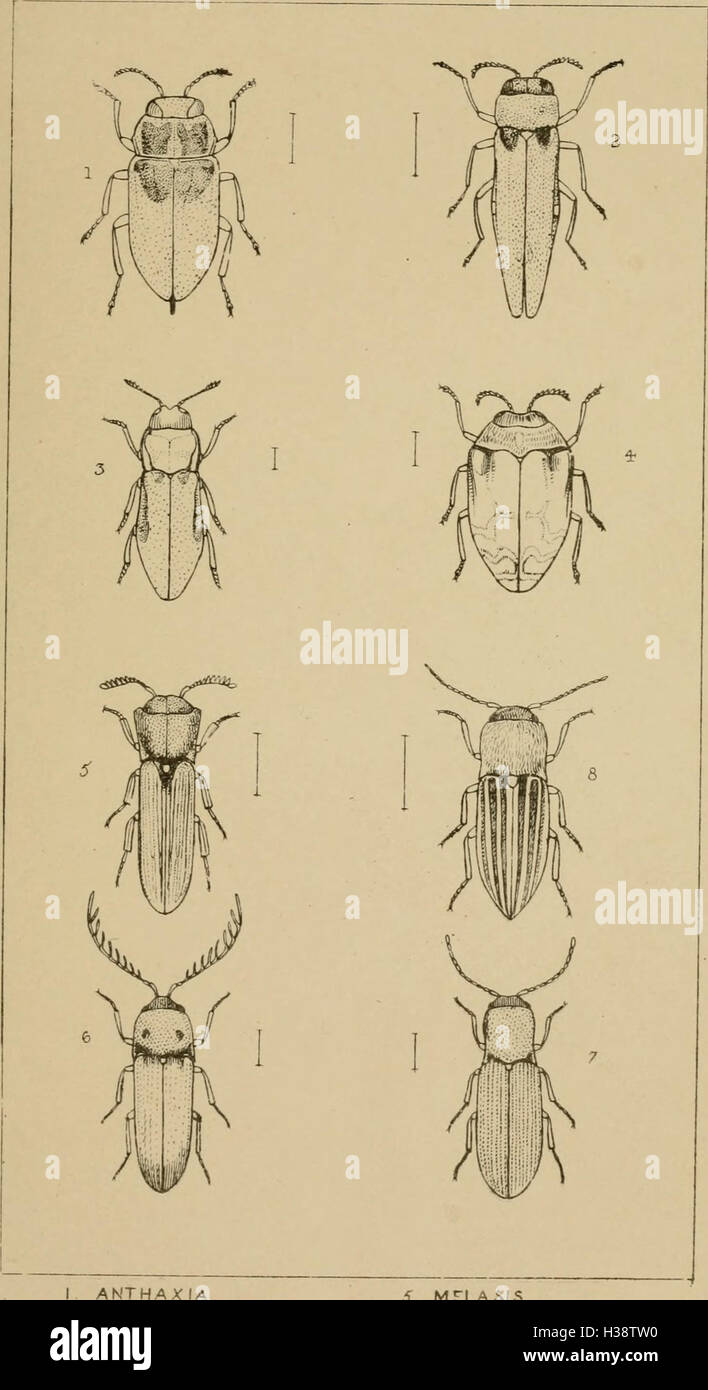 The British Coleoptera delineated, consisting of figures of all the ...