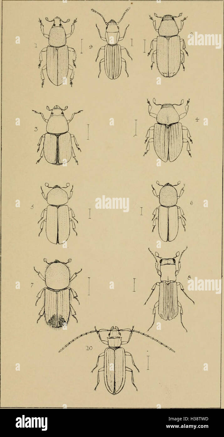 An illustrated work depicting the various genera of British beetles ...