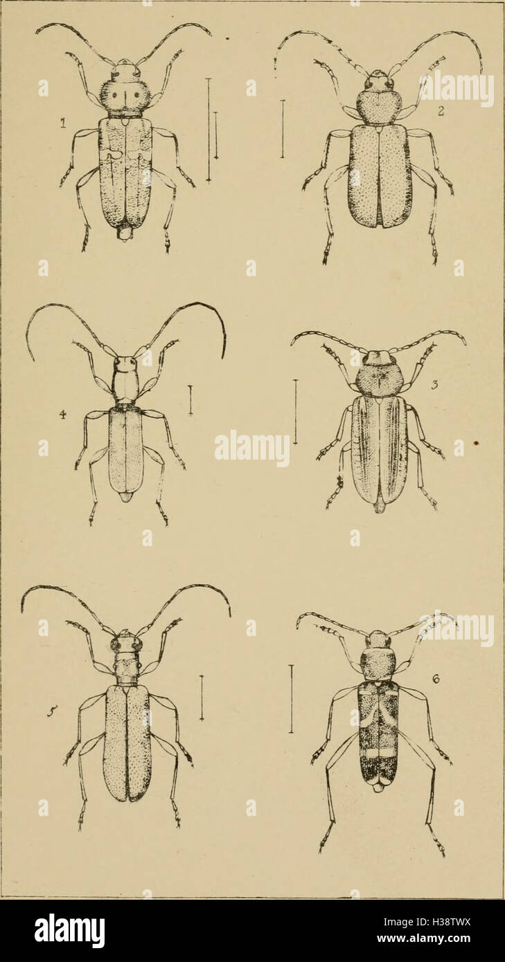 A detailed visual guide to the genera of British beetles, including ...