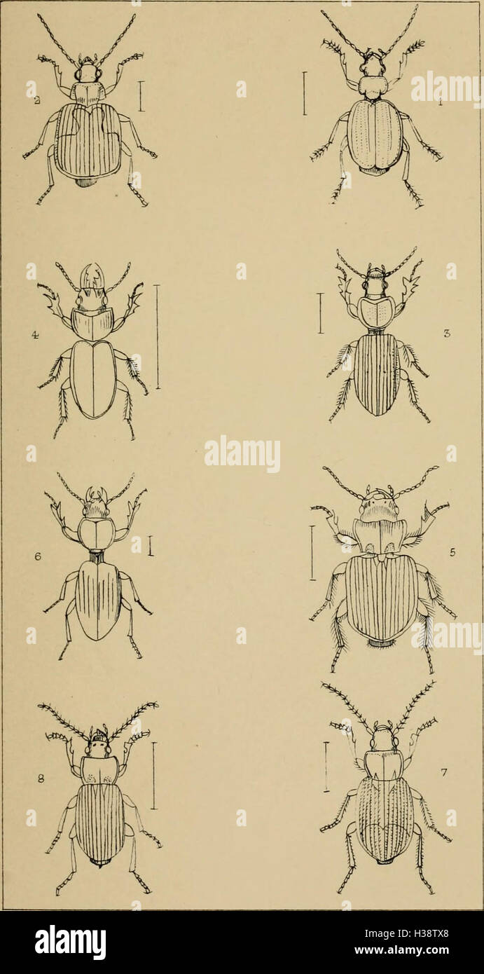 'The British Coleoptera' provides a detailed classification and ...