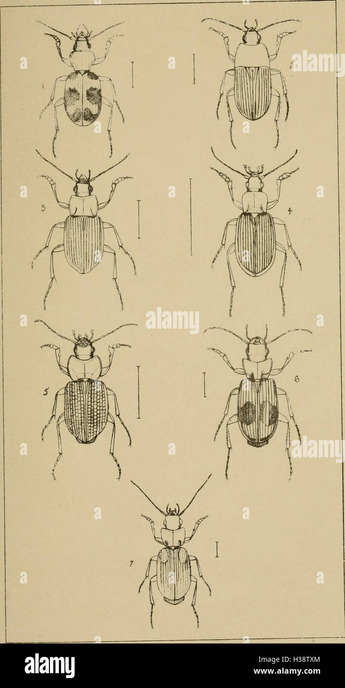 This book provides illustrations and descriptions of the various genera ...