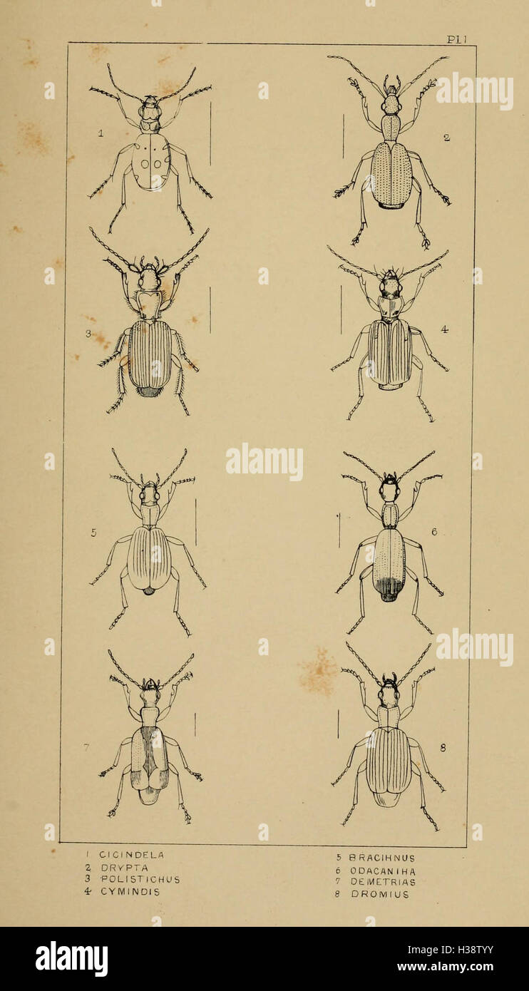 British coleoptera delineated hi-res stock photography and images - Alamy
