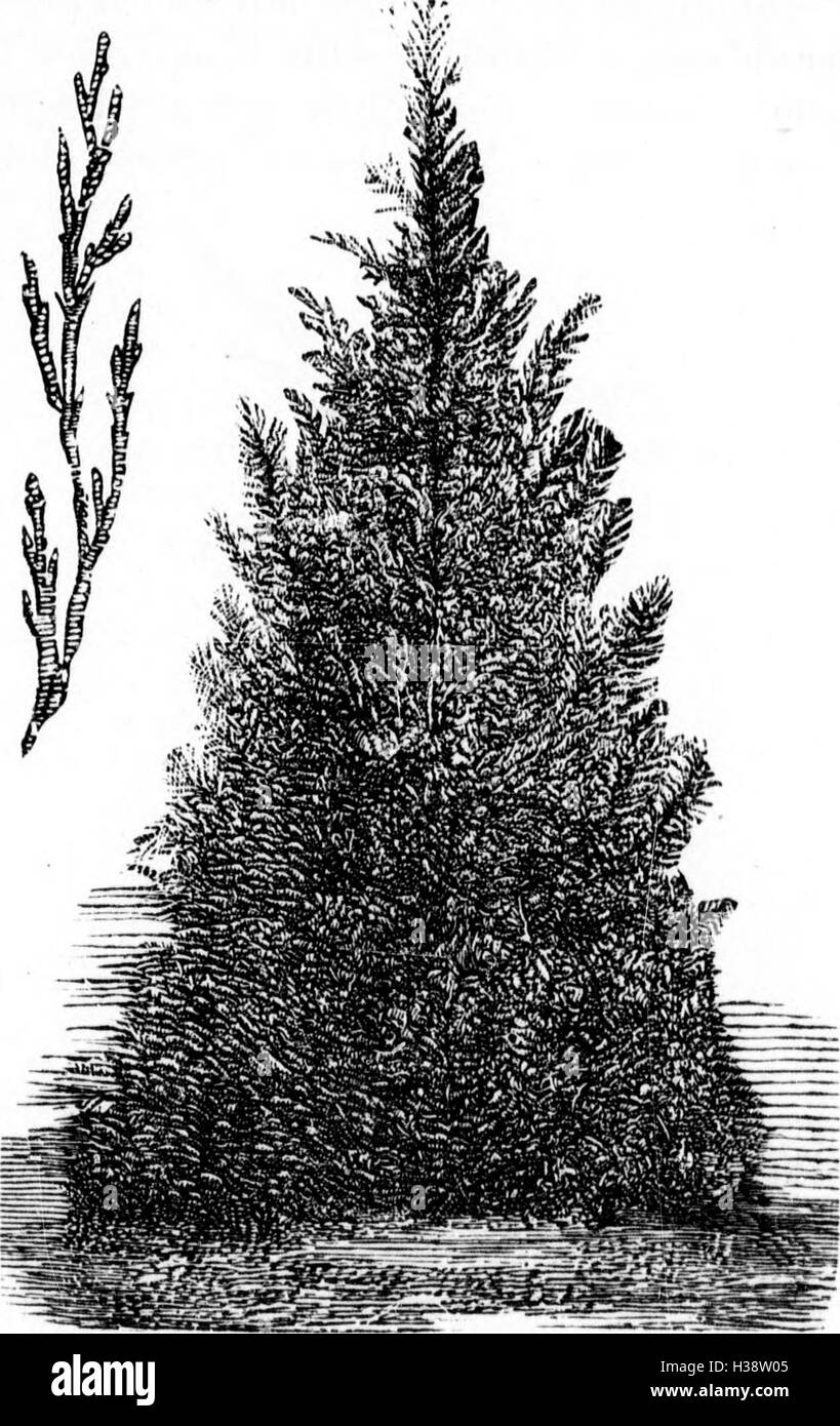 Tree identification guide hi-res stock photography and images - Alamy