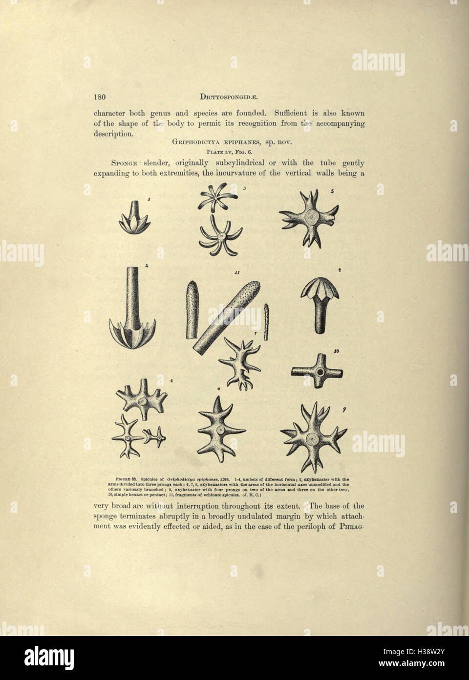 This memoir focuses on the Palaeozoic reticulate sponges of the ...