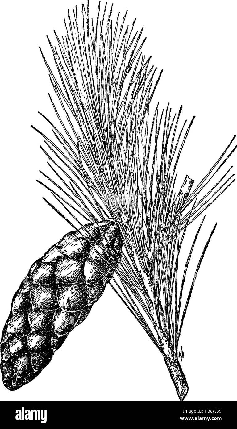 Guide on tree care Cut Out Stock Images & Pictures - Alamy