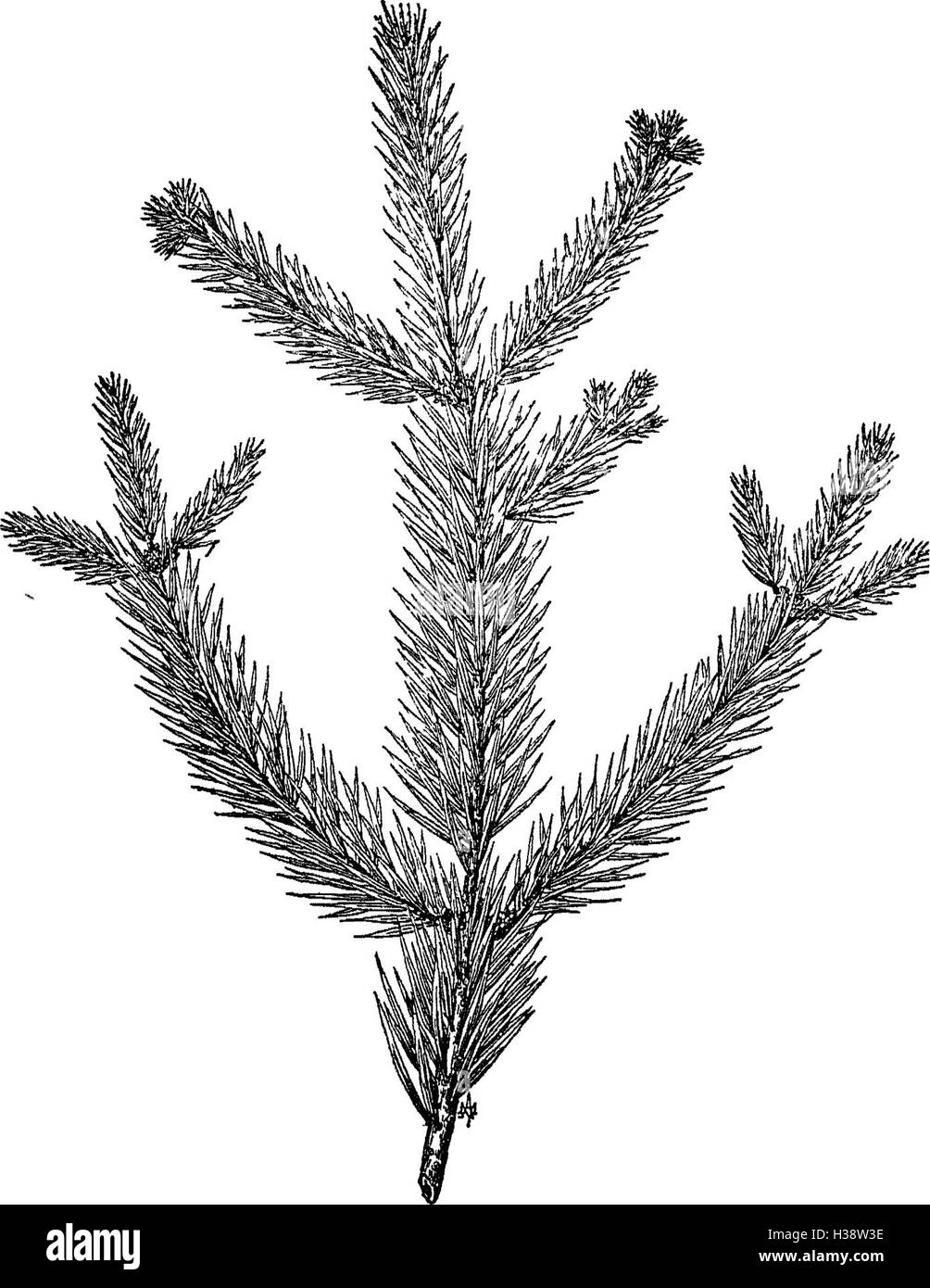 Guide on tree care Cut Out Stock Images & Pictures - Alamy