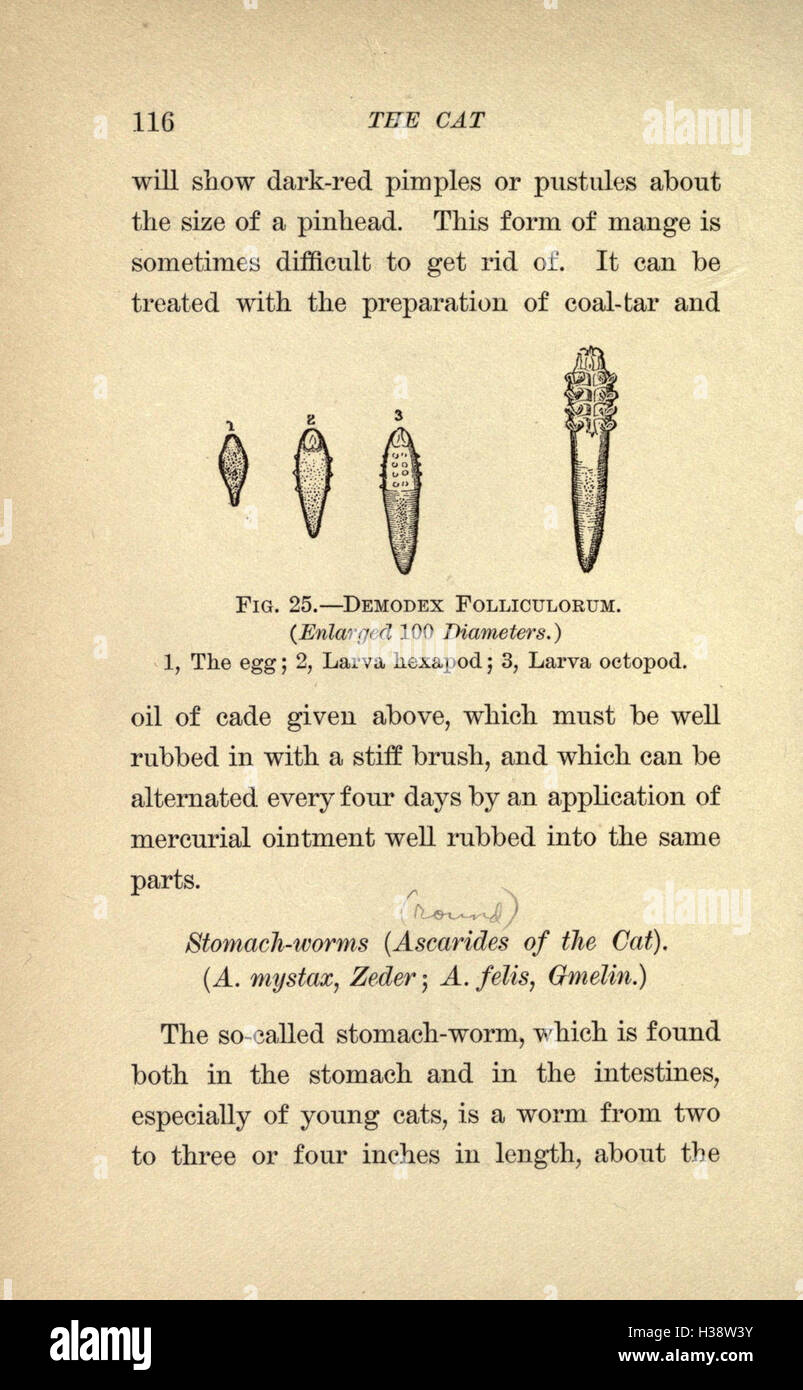 The cat, a guide to the classification and varieties of cats and a ...