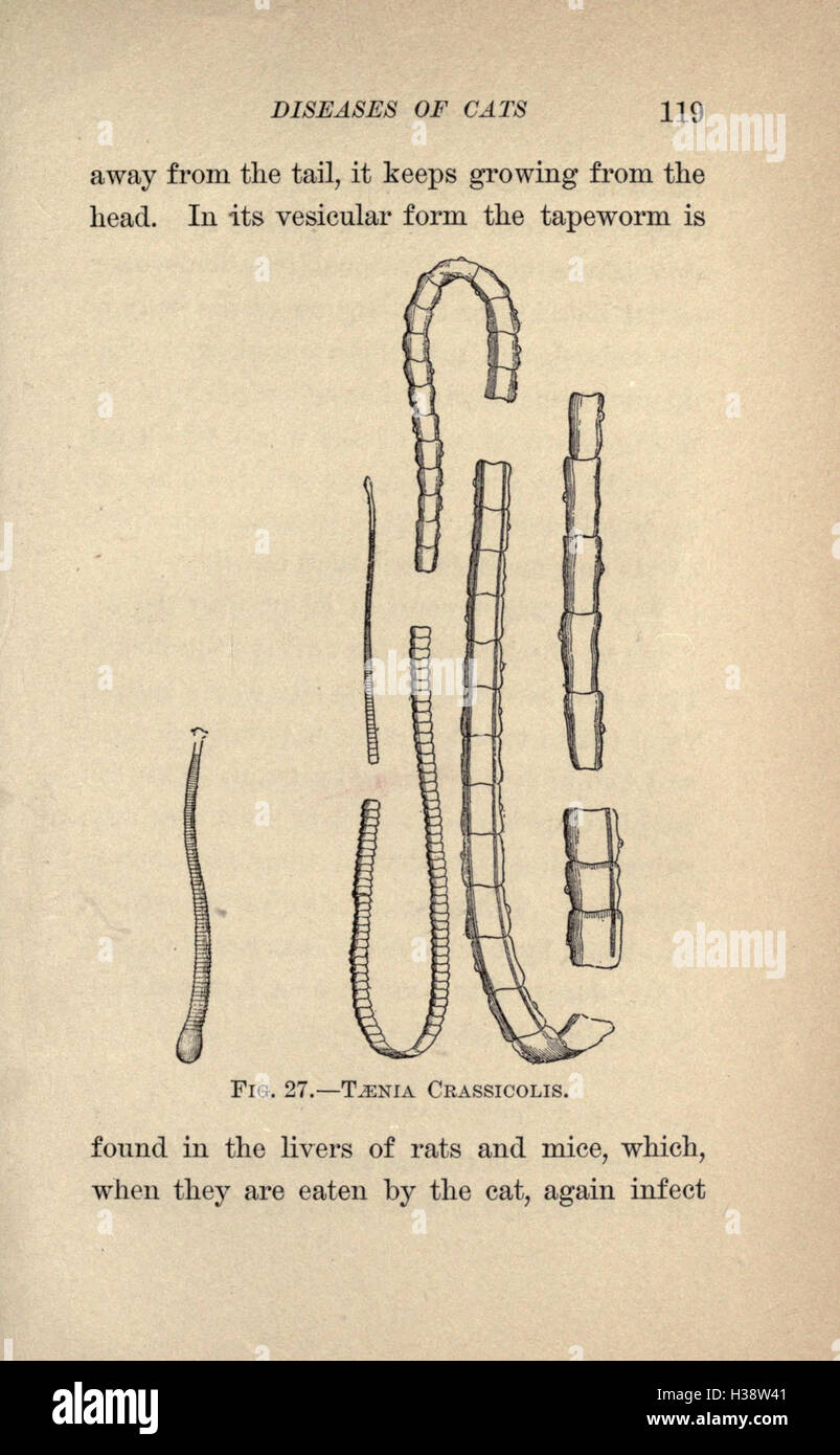 This guide provides an overview of cat breeds, their classification ...