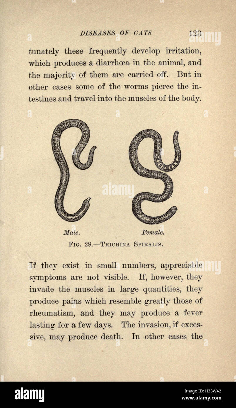 This guide offers a comprehensive overview of cat classification ...