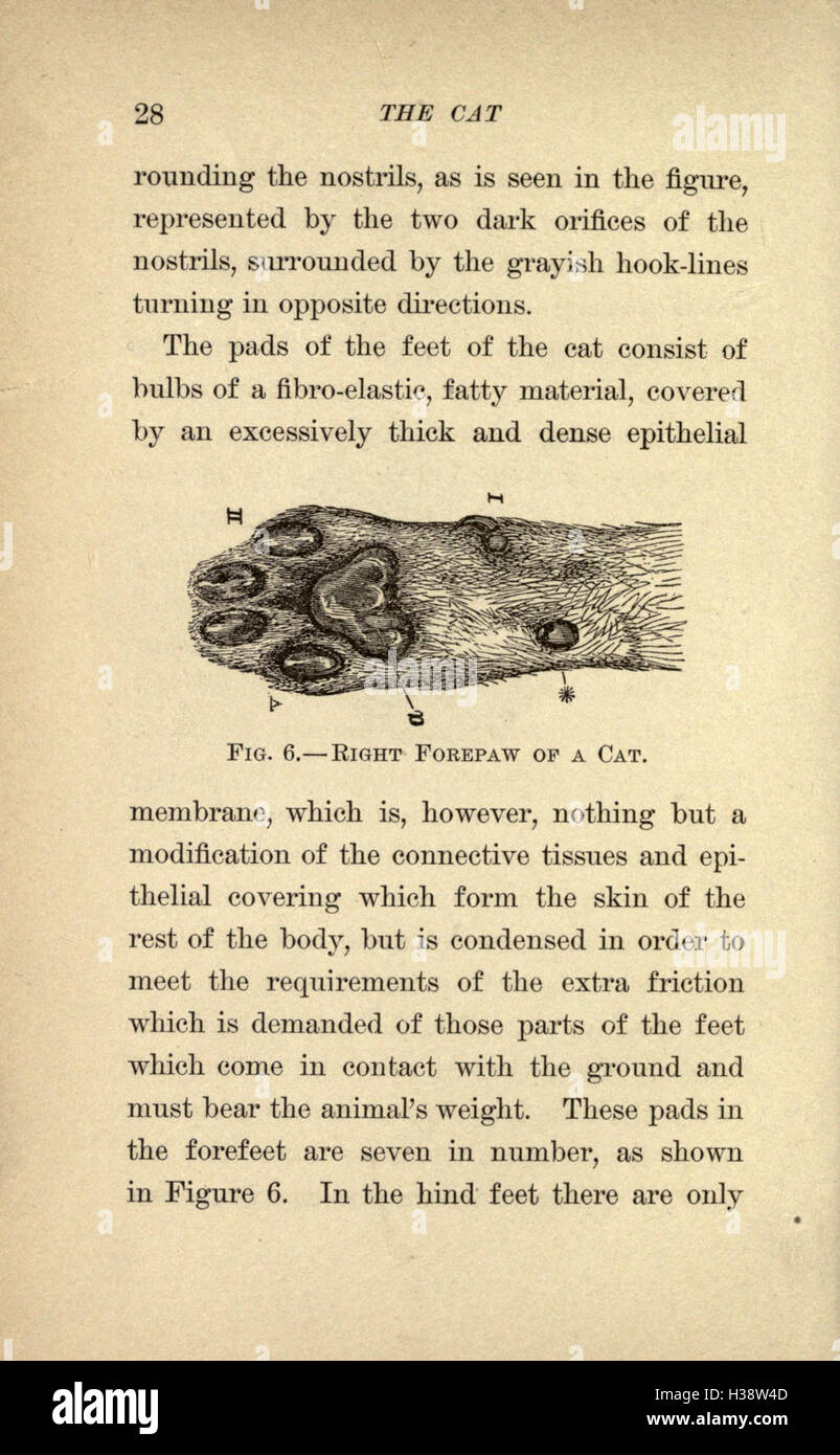 The cat, a guide to the classification and varieties of cats and a ...