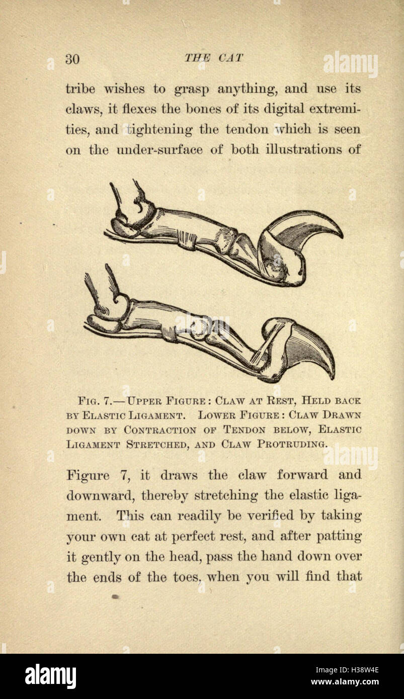 This guide provides a detailed classification of cat breeds and ...