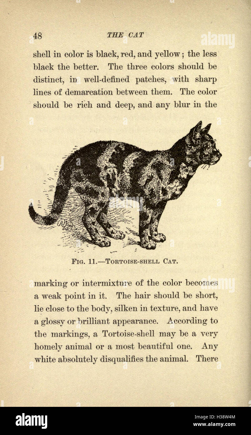 The cat, a guide to the classification and varieties of cats and a ...