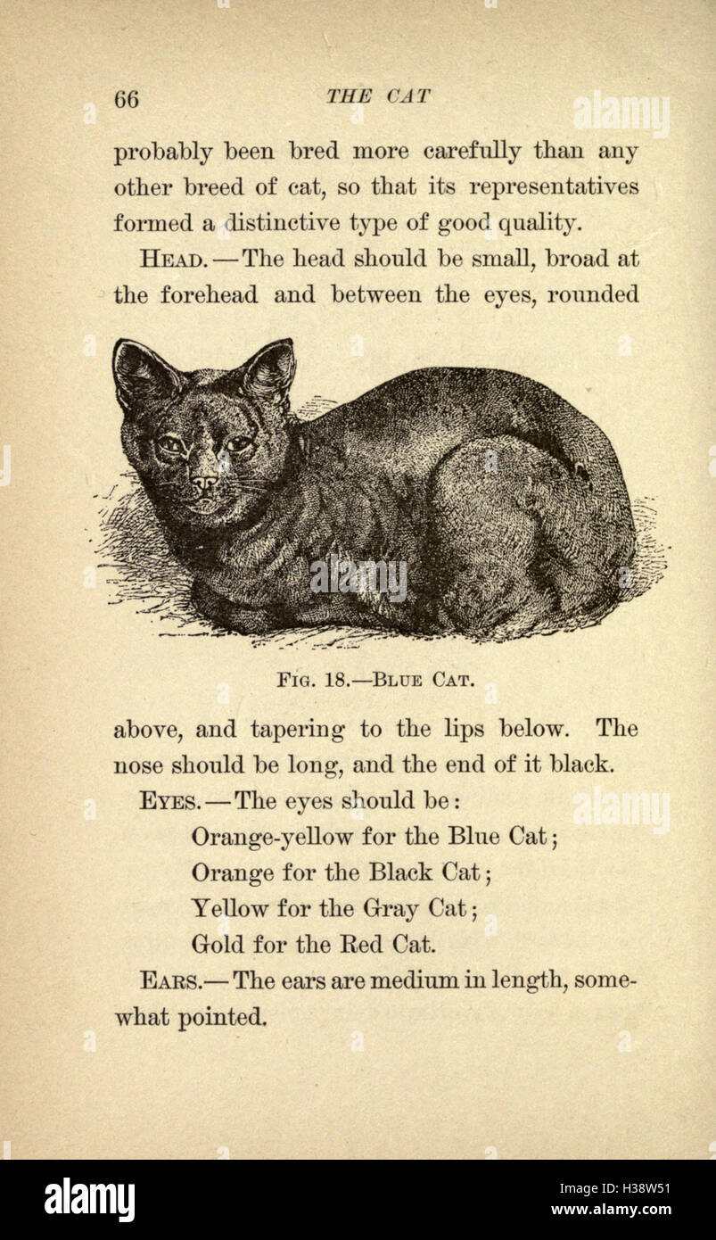 This guide provides an overview of cat classification, various cat ...