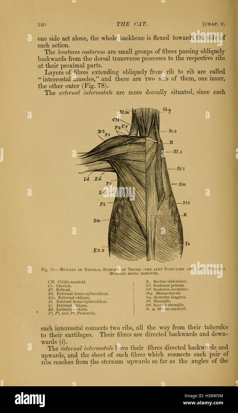 This introduction provides an overview of the cat as a backbone animal ...