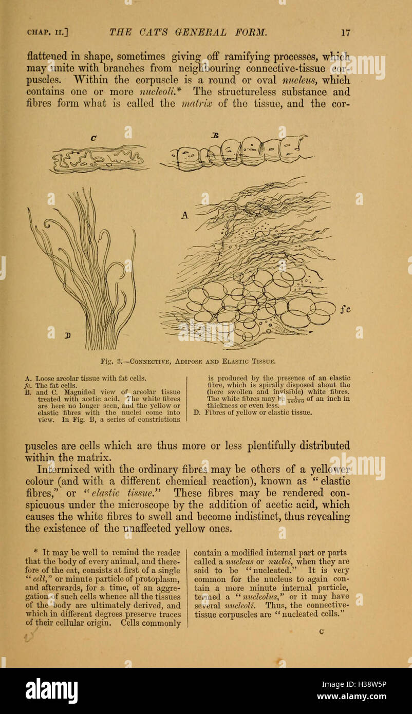 This introduction to vertebrate zoology covers the anatomy, physiology ...