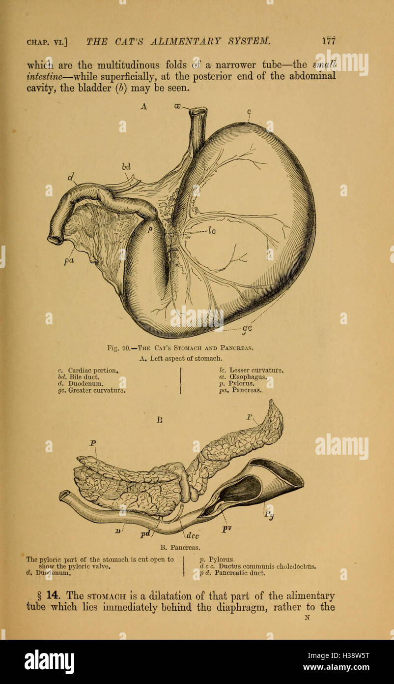 An introductory text on the study of cats as a representative species ...