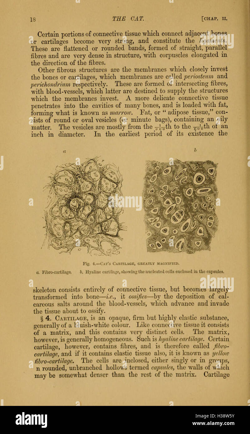 This work serves as an introduction to the anatomy and classification ...