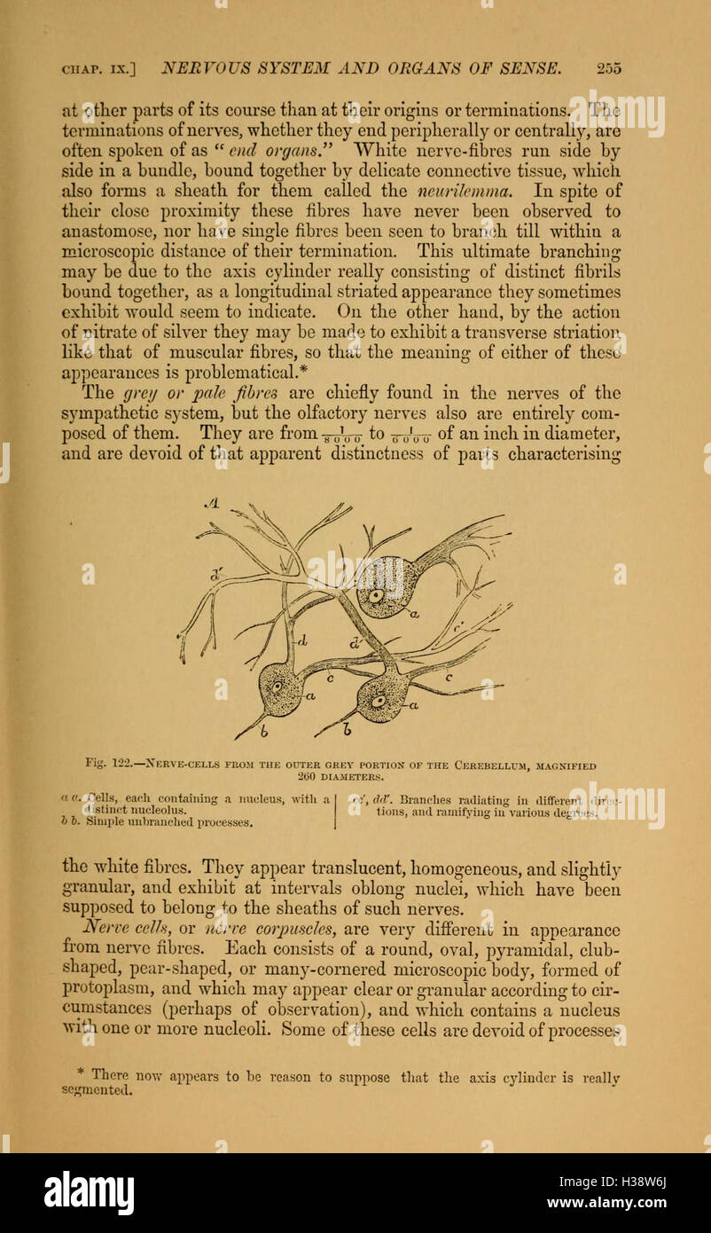 An introduction to the biology and classification of cats, with a focus ...