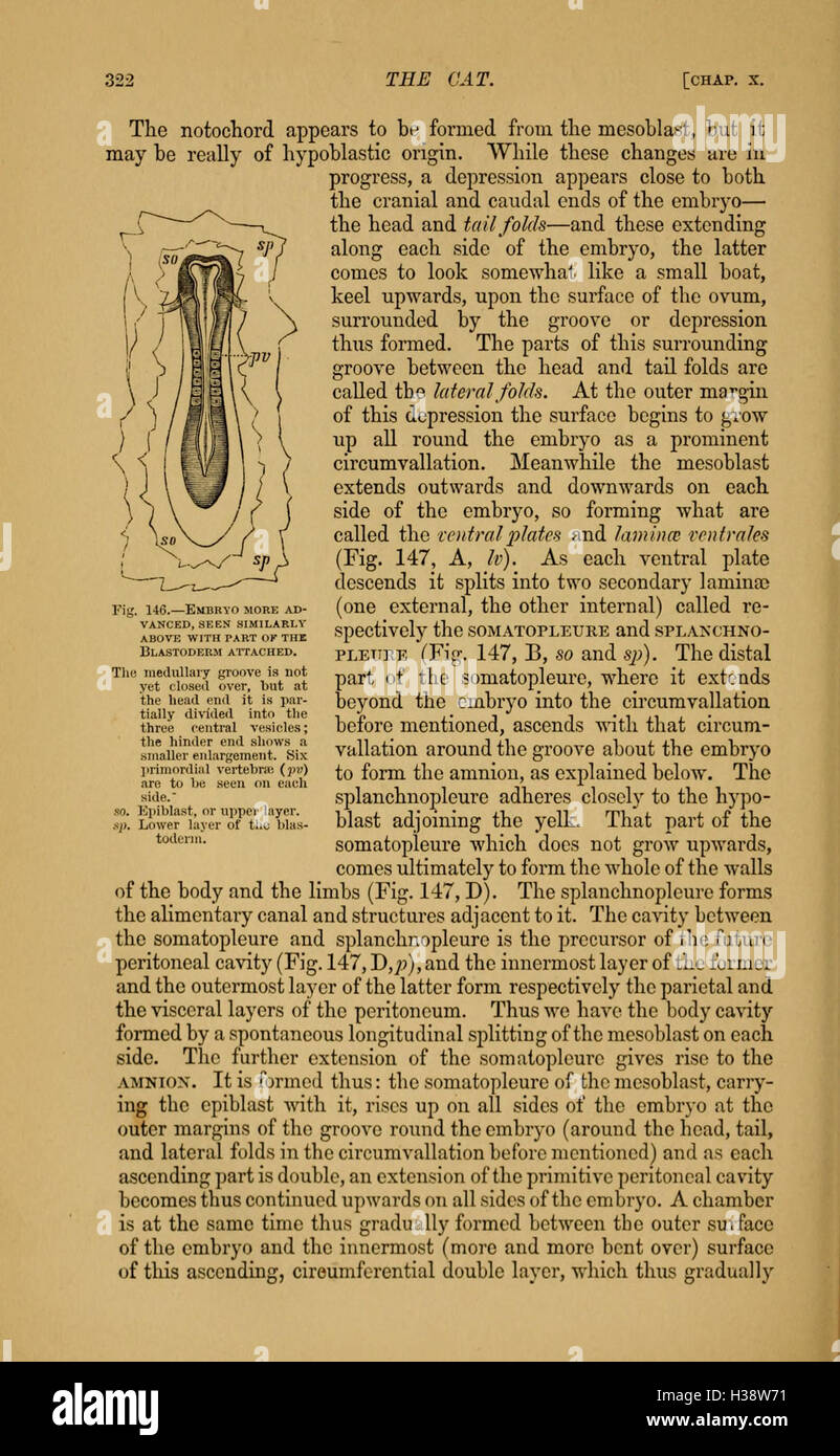 This page introduces the anatomy and classification of cats, focusing ...