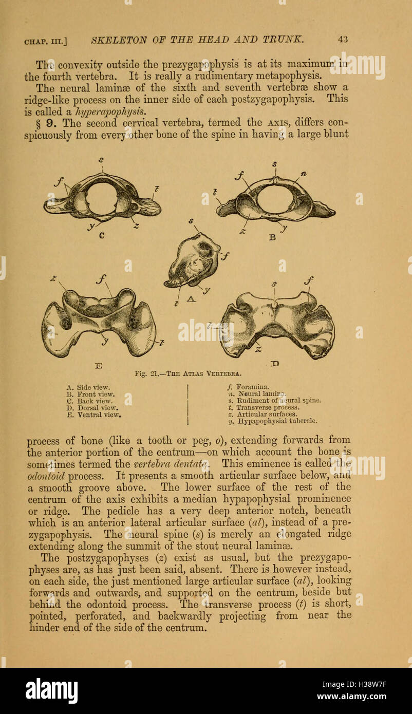 The cat; an introduction to the study of backboned animals (Page 43 ...