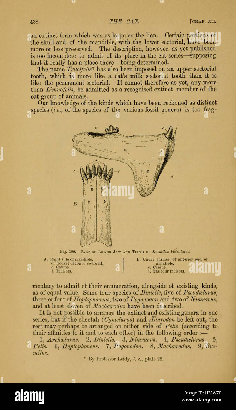 'The Cat' introduces the anatomy and biology of the domestic cat as a ...