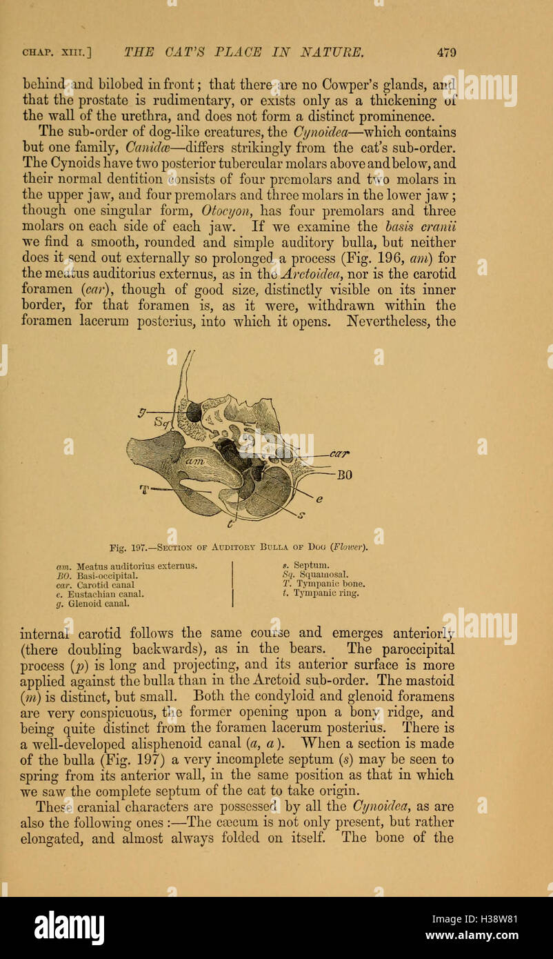 Cat introduction hi-res stock photography and images - Alamy